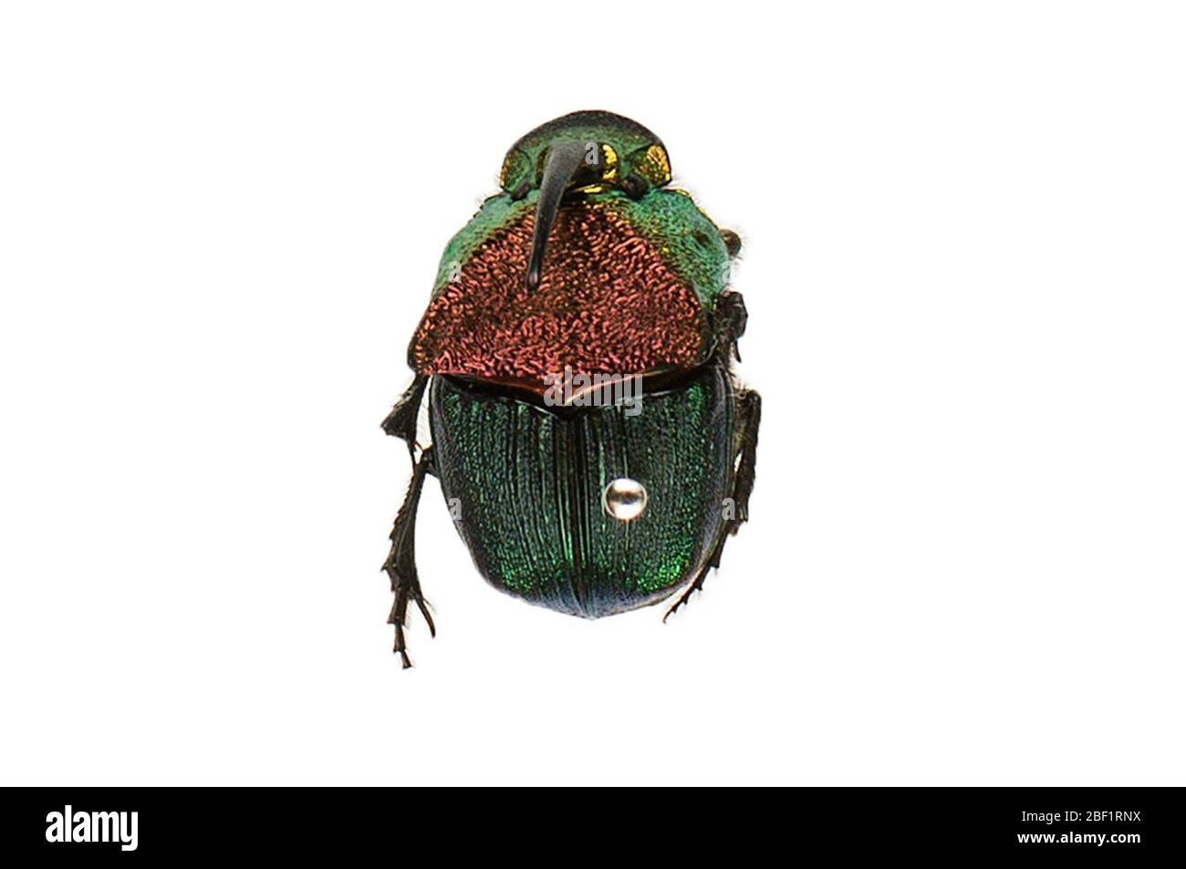 Rainbow scarab beetle Cut Out Stock Images & Pictures - Alamy