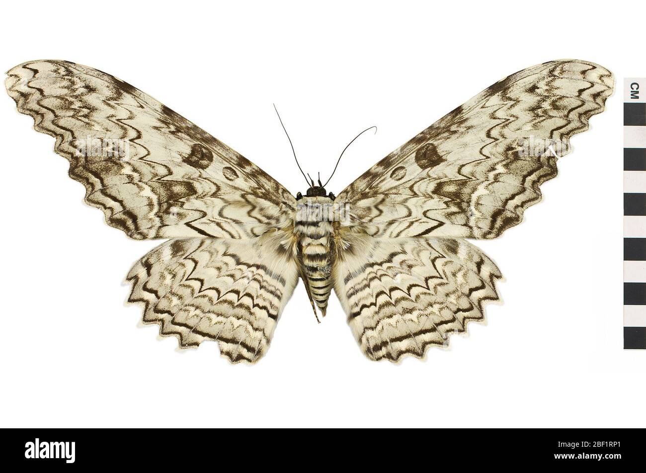 White witch moth hi-res stock photography and images - Alamy