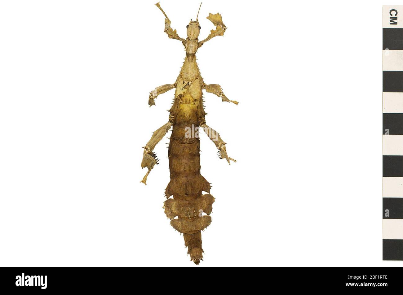 Jungle nymph stick insect hi-res stock photography and images - Alamy