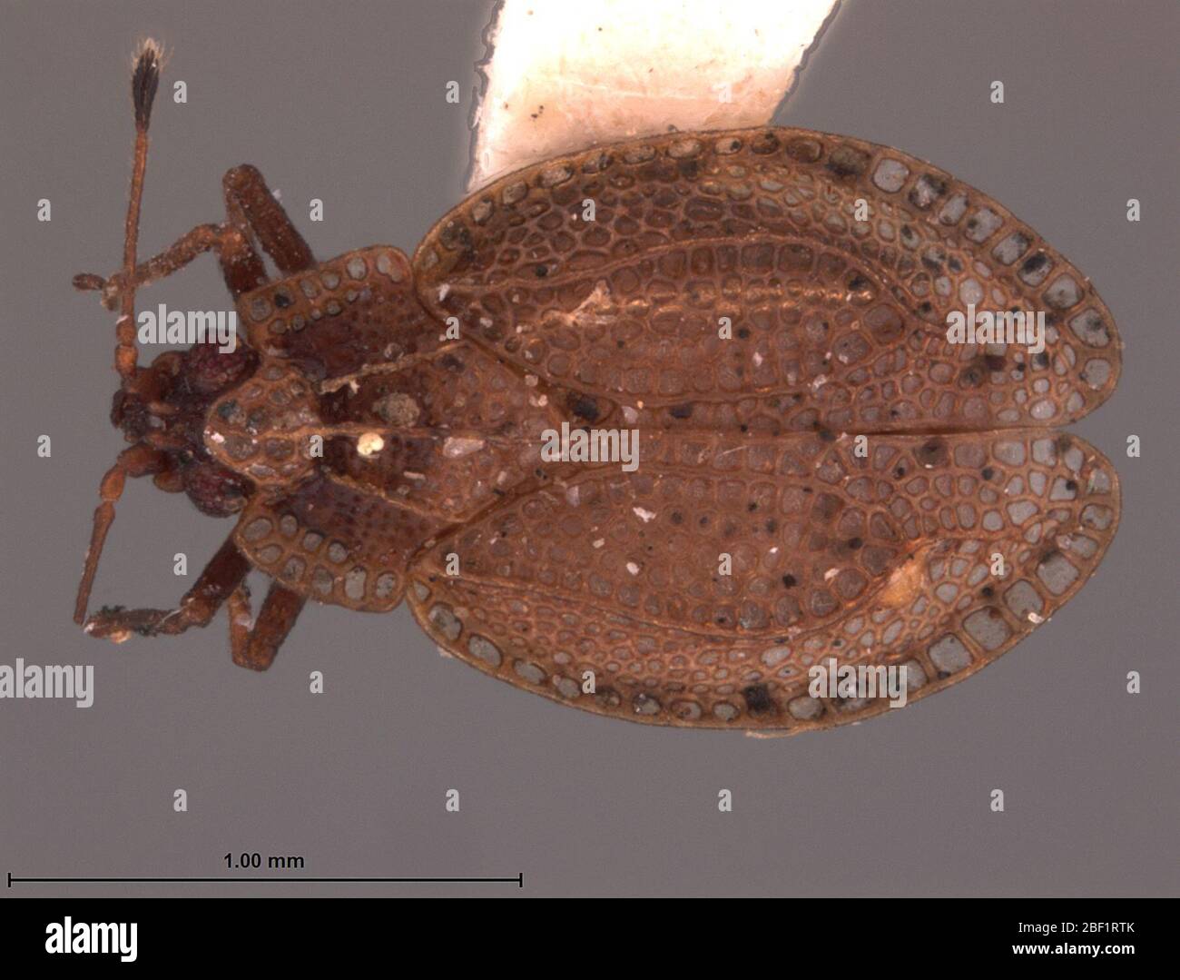 Acalypta barberi. [red] Type No., 51104, U.S.N.M.Acalypta, barberi ...