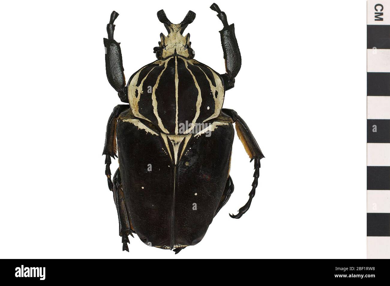 Goliath beetle hi-res stock photography and images - Alamy