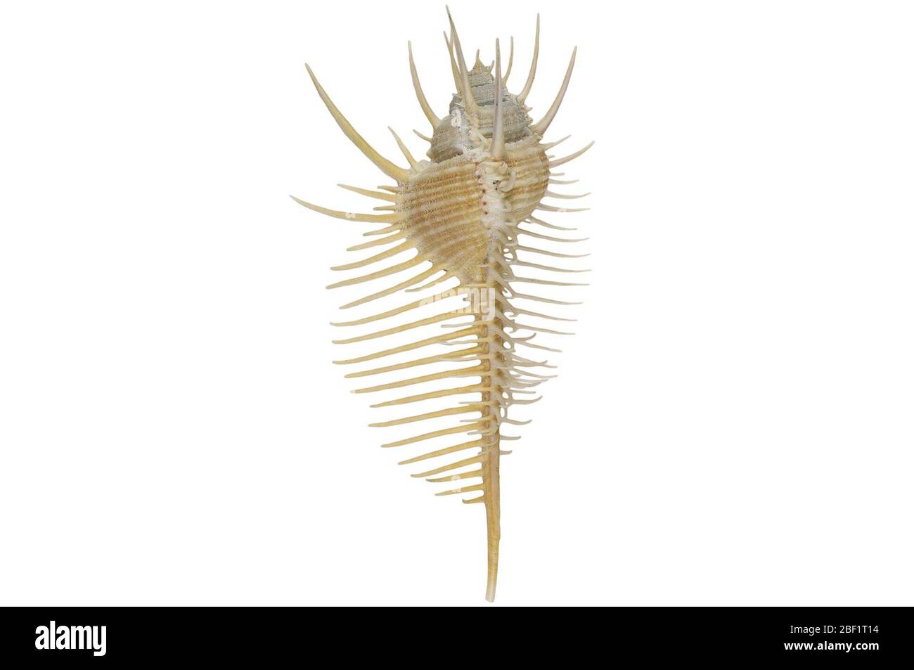 Venus Comb Murex High Resolution Stock Photography and Images - Alamy