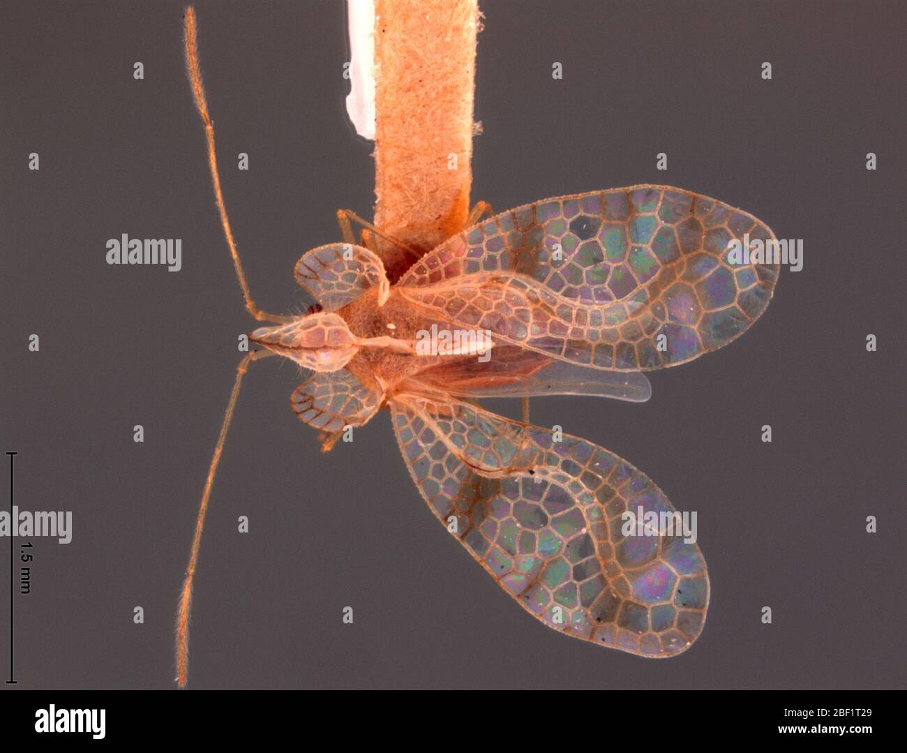 Stephanitis nitoris. Stephanitis, nitoris, HOLOTYPEStephanitis, nitoris ...