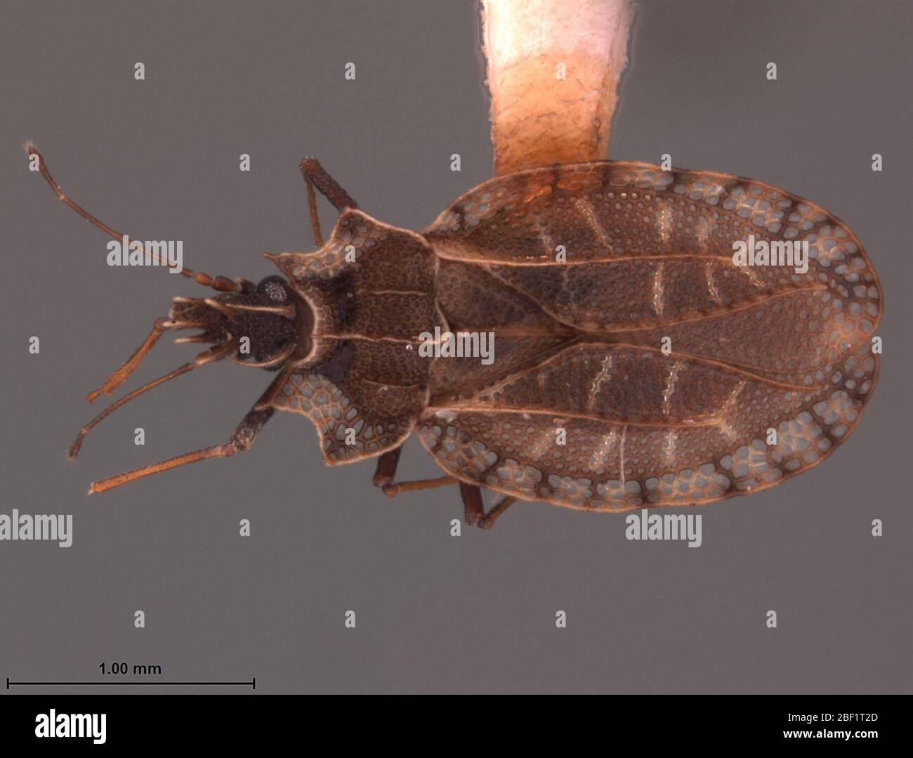 Phatnoma barberi. HOLOTYPE, By. C.J.Drake, Phatnoma, barberiPhatnoma ...