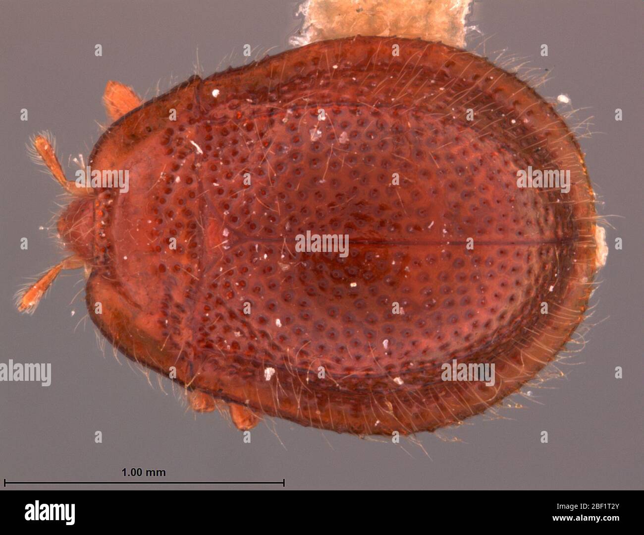 Thaumamannia manni. [red] Holotype, Thaumamannia, manni, Type [female ...
