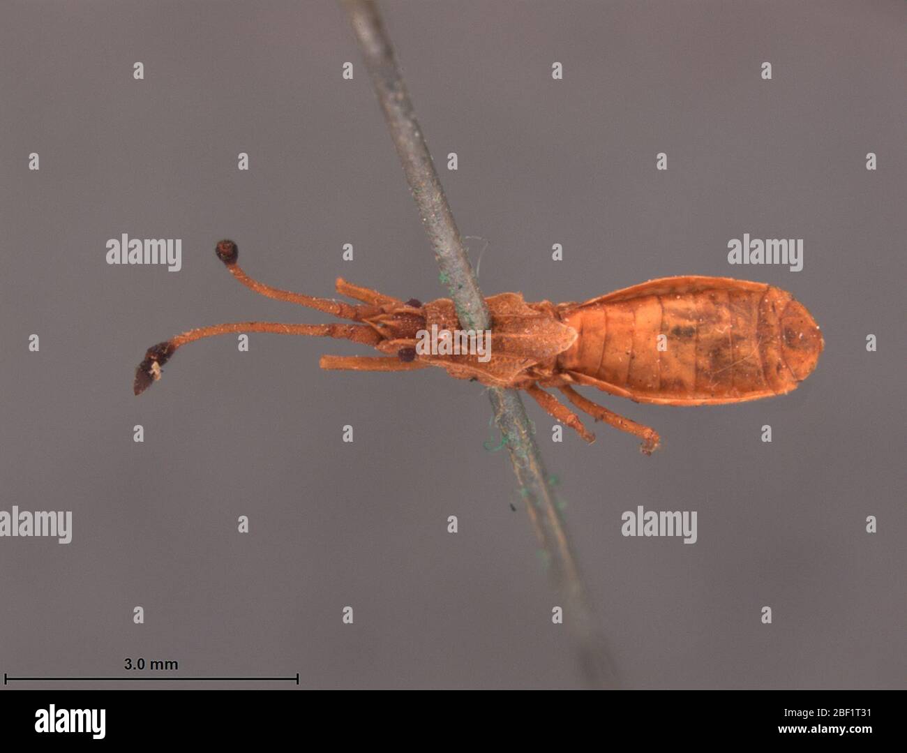 Cantacader henshawi. Collection AshmeadCantacader henshawi Ashm.[Red ...