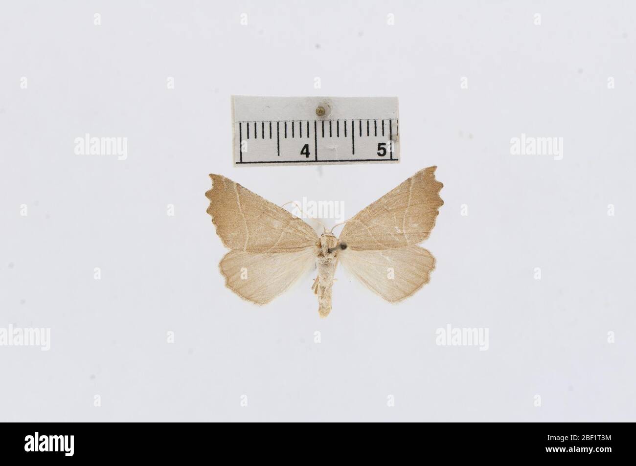 Plataea hi-res stock photography and images - Alamy