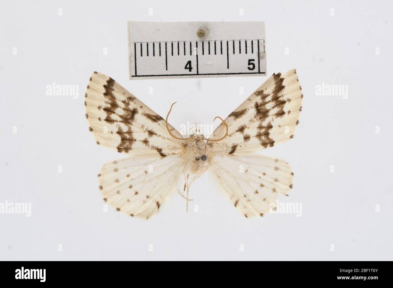 Elaborata hi-res stock photography and images - Alamy