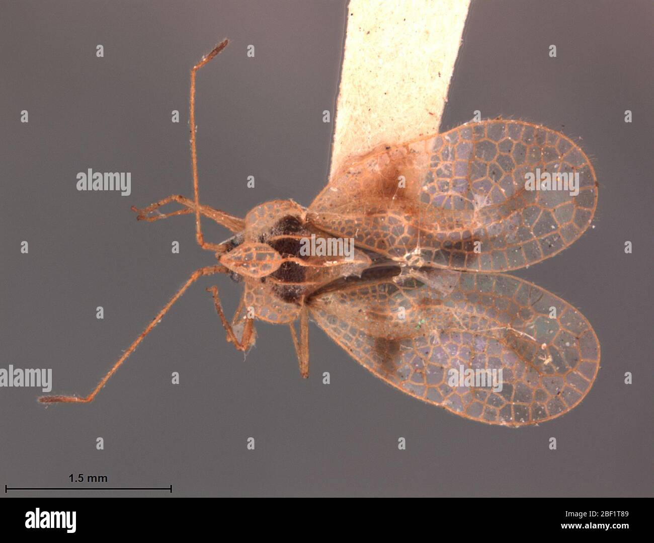 Kamia hi-res stock photography and images - Alamy