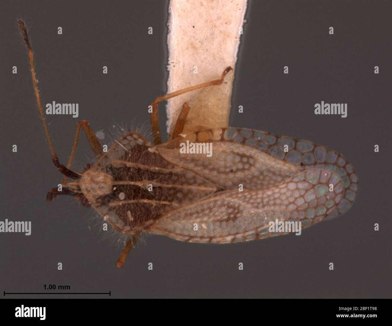 Gargaphia carinata. 13 Apr 20171 Stock Photo - Alamy