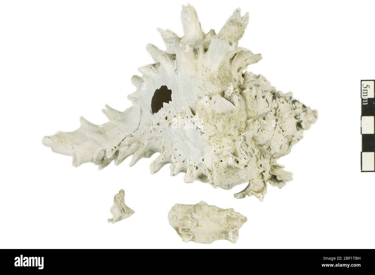 Murex Shell Fossil shell. This object is part of the Education and ...