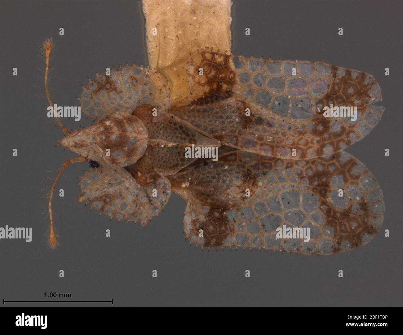 Corythuca bellula gibson hi-res stock photography and images - Alamy