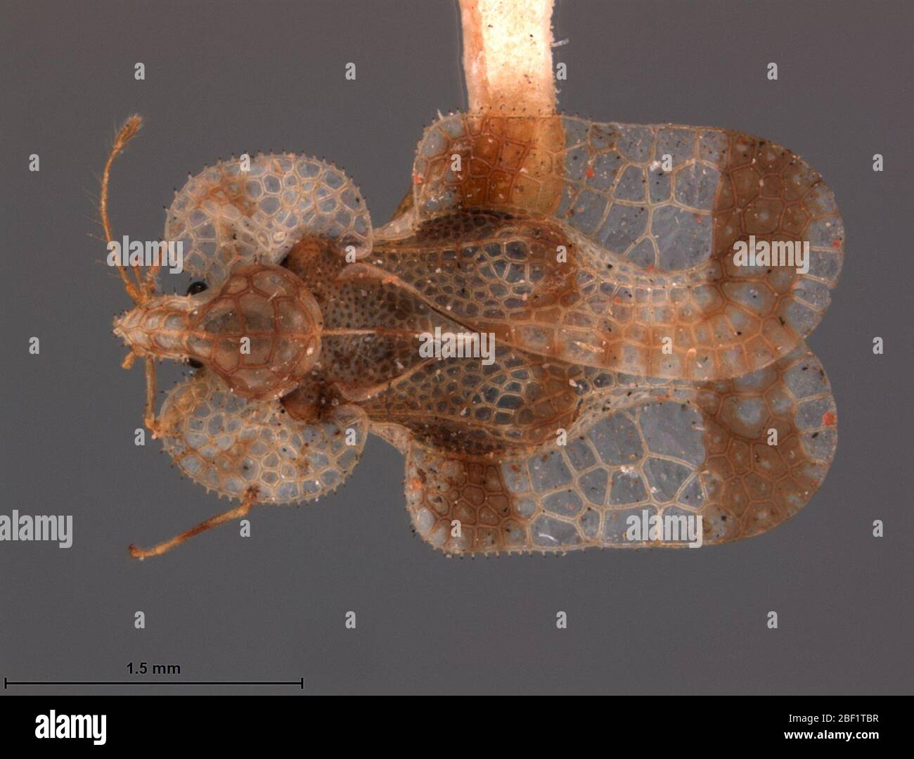 M coloradensis hi-res stock photography and images - Alamy