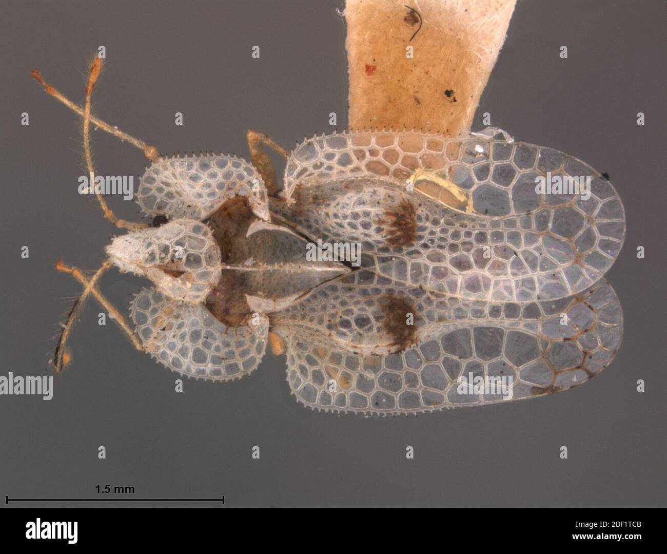 Tingis ciliata say hi-res stock photography and images - Alamy