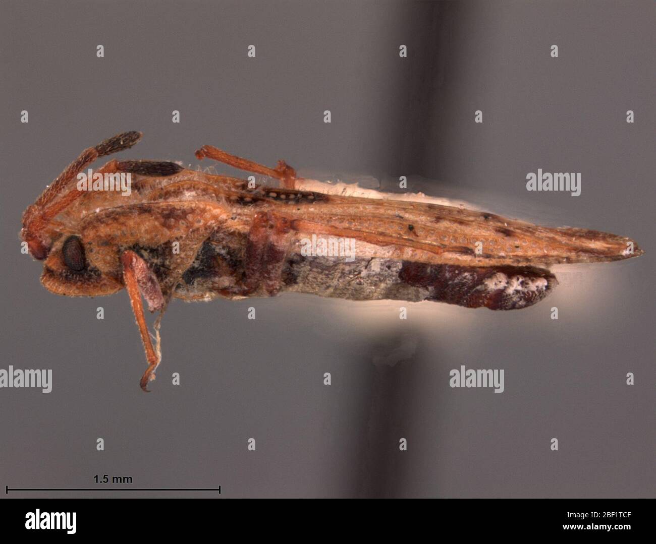 Tingis hi-res stock photography and images - Alamy