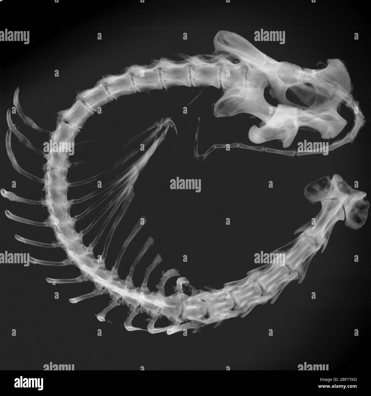 Chrysocyon brachyurus conservation hi-res stock photography and images ...