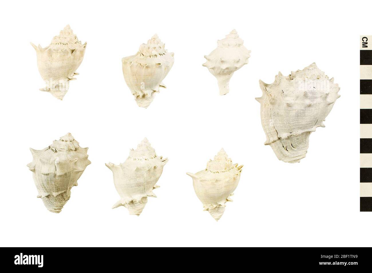 Common Crown Conch Florida Crown Conch Common Crown Conch shell. This ...