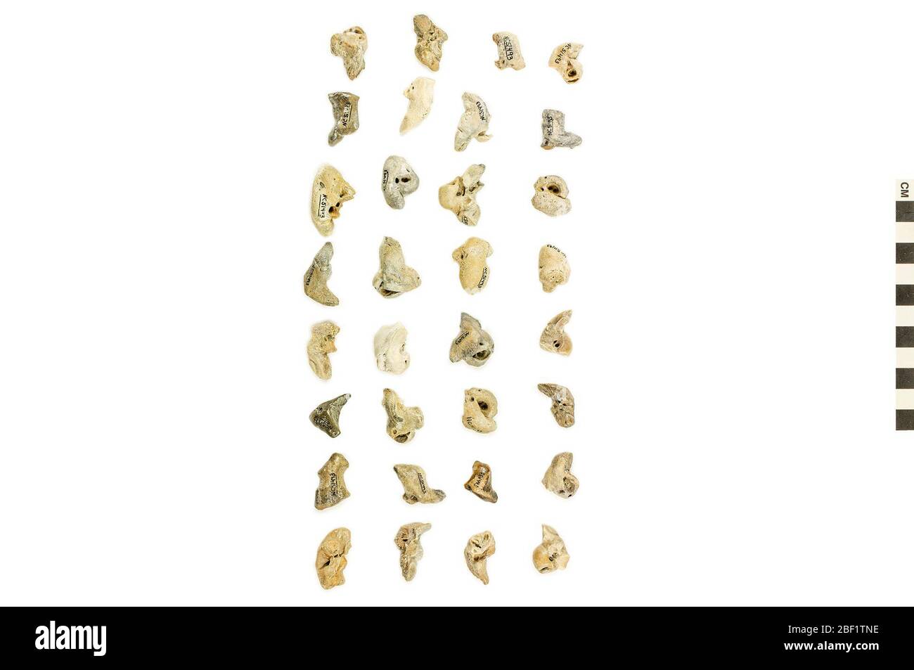 Dolphin bones hi-res stock photography and images - Alamy