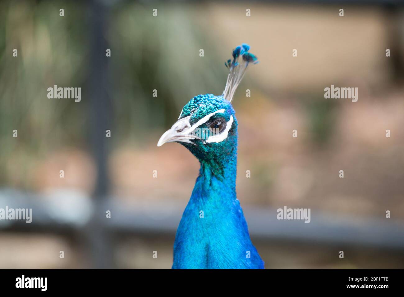 Class Aves Peacock