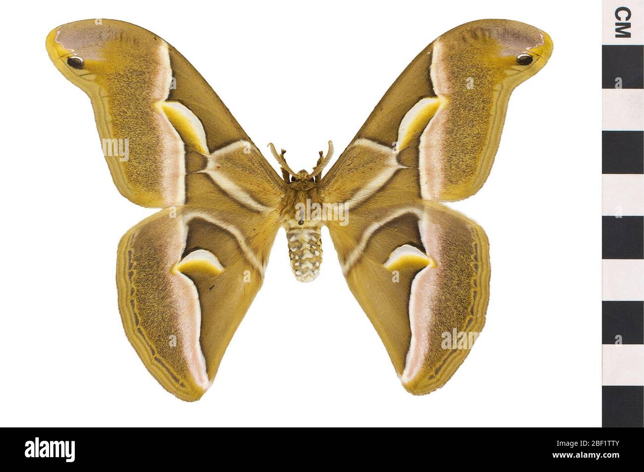 Cynthia moth hi-res stock photography and images - Alamy