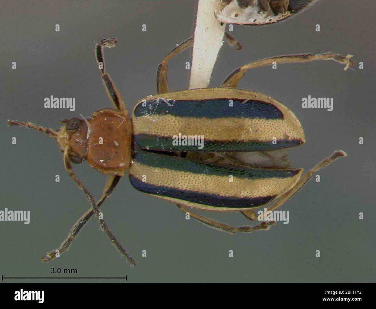 Galleruca cava. Holotype male. neotype label: hsb, 1947.2 Mar 20171 ...