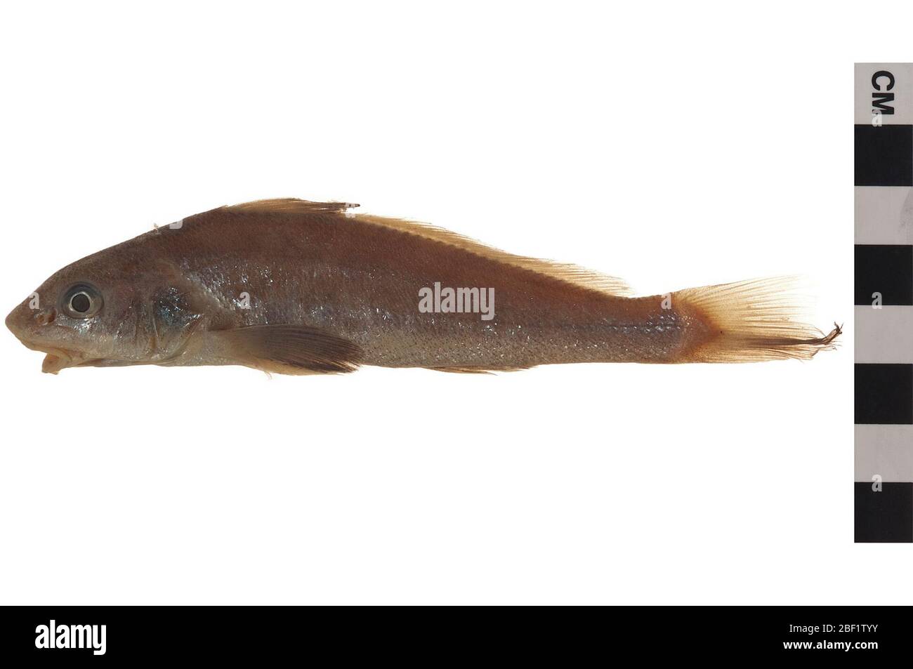 Southern Kingfish