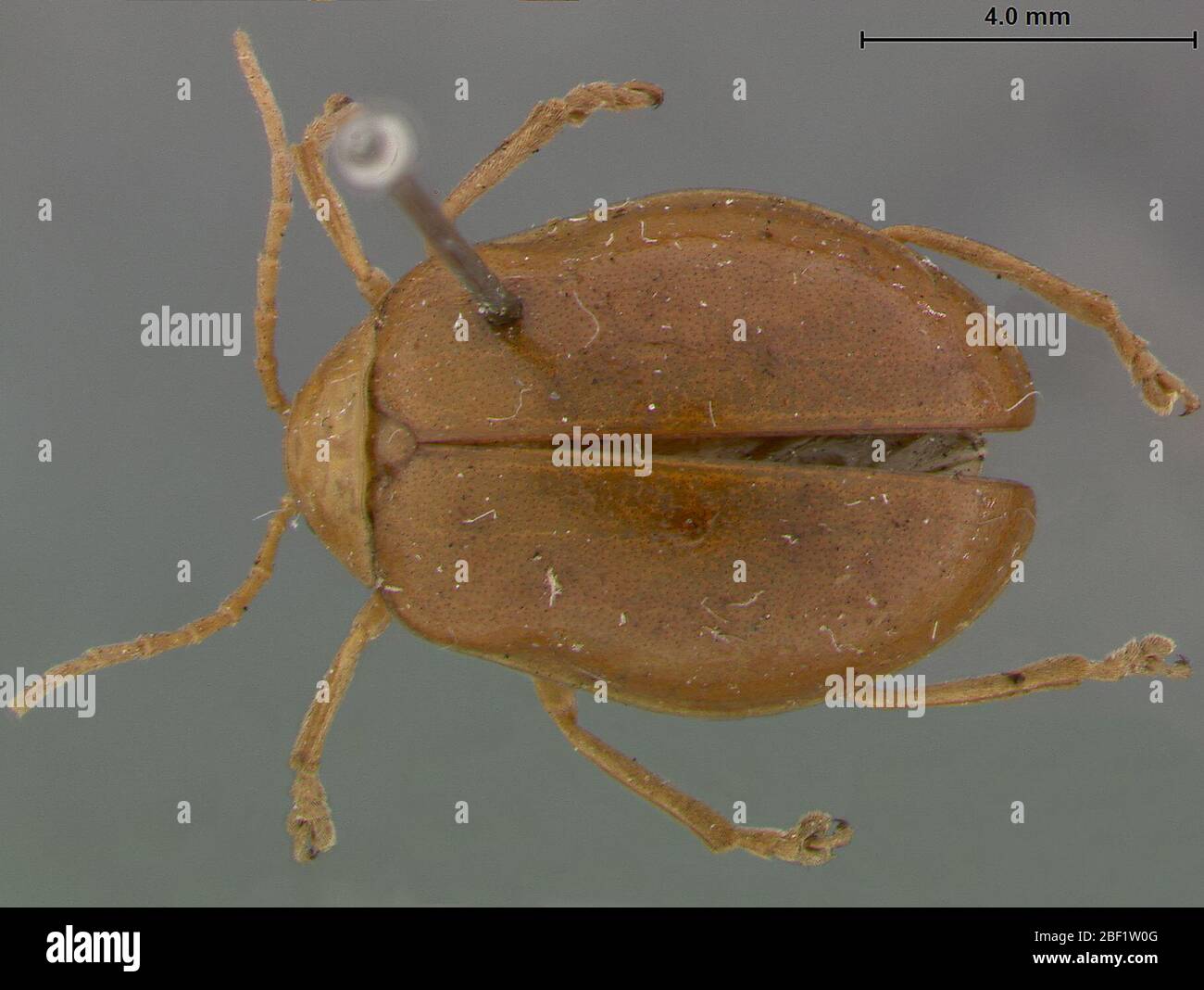 Laboissiere hi-res stock photography and images - Alamy