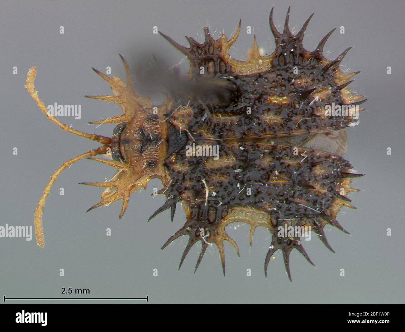 2 alces hi-res stock photography and images - Alamy