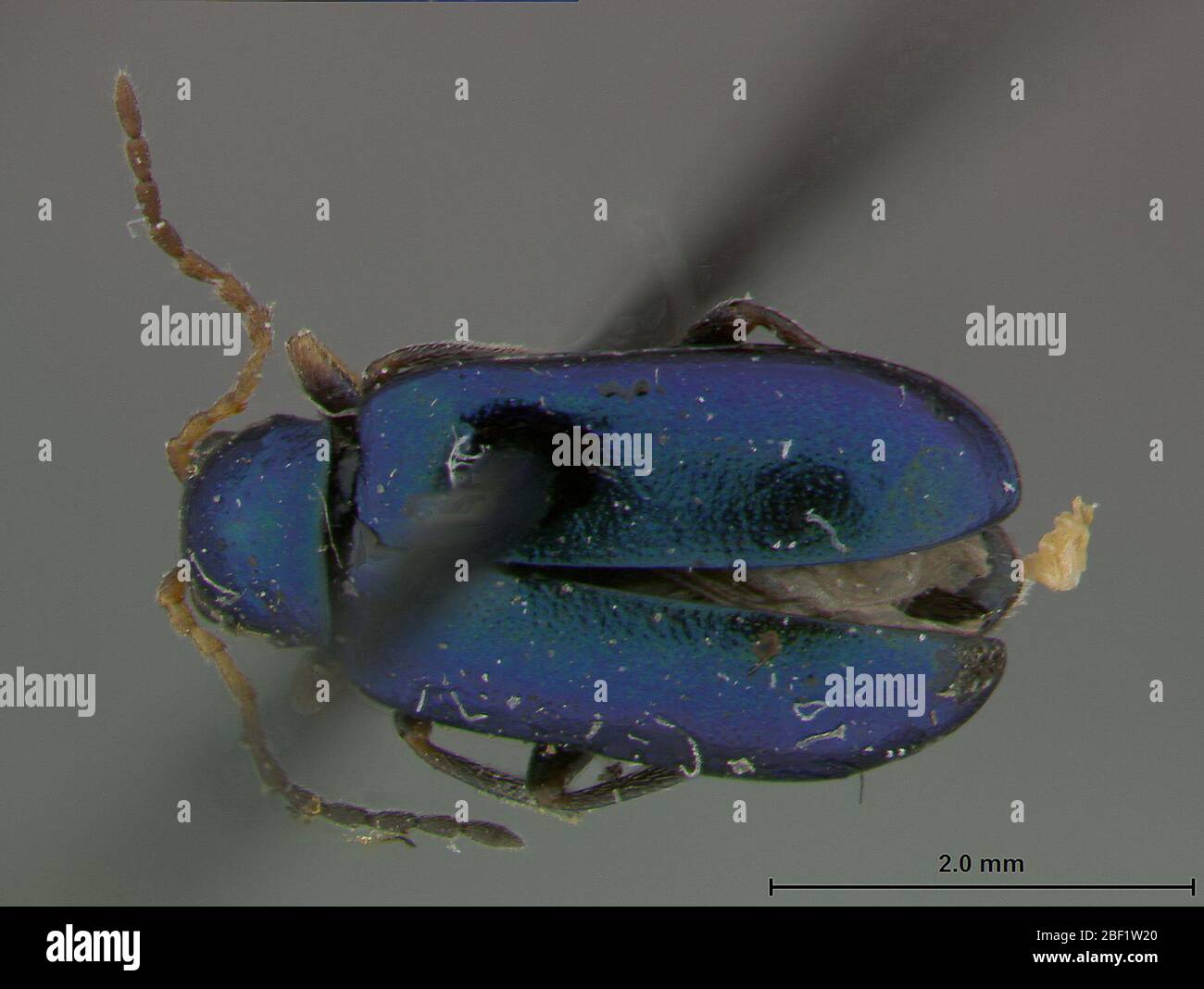 Concavus High Resolution Stock Photography and Images - Alamy