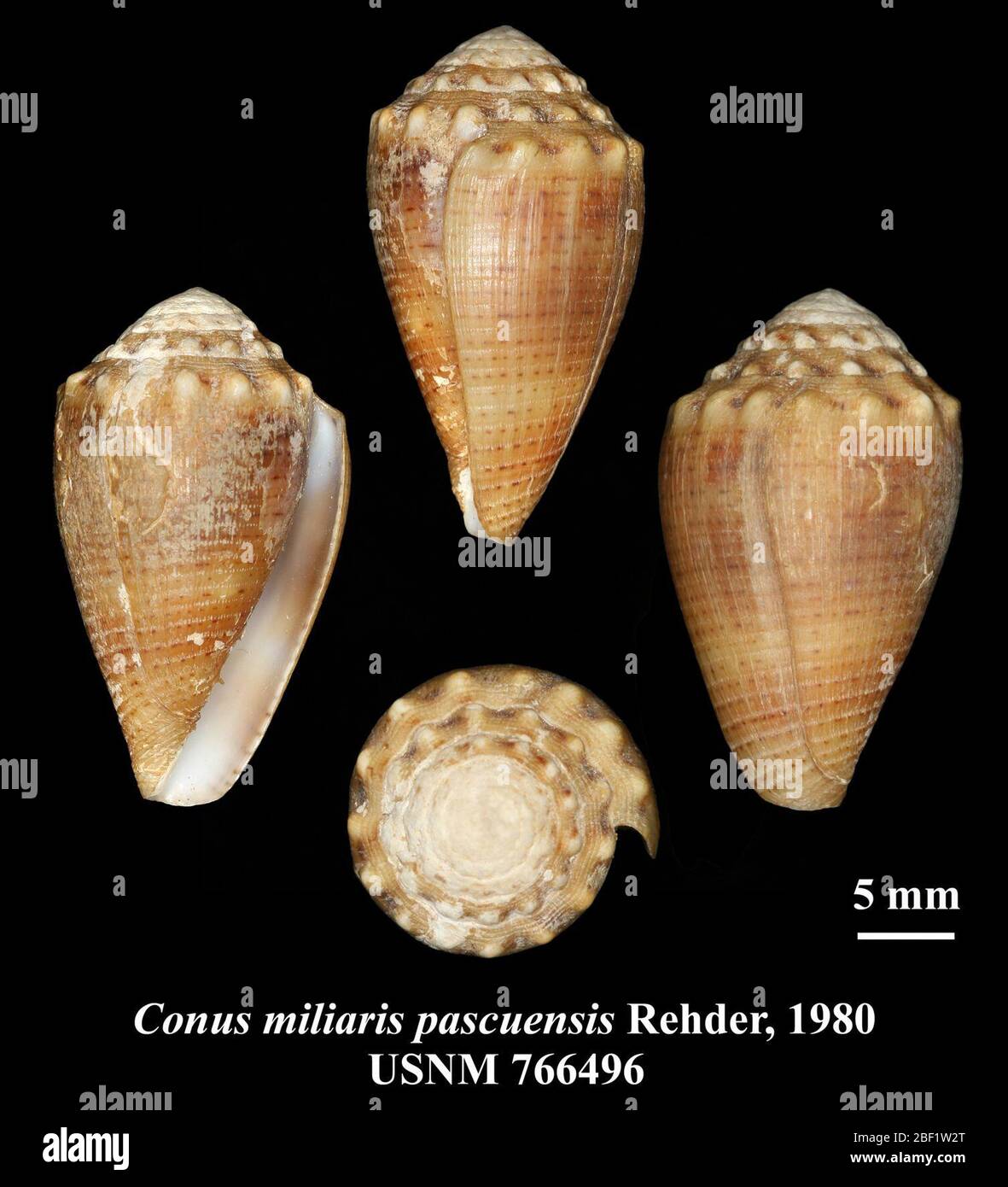 Conus miliaris hi-res stock photography and images - Alamy
