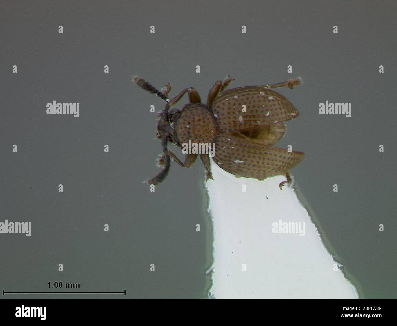 Borinken hi-res stock photography and images - Alamy