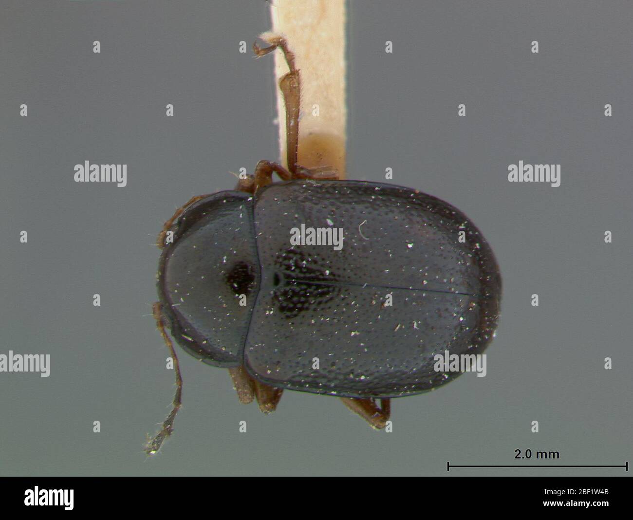 Colaspoides icterica. 14 Sep 20171 Stock Photo - Alamy