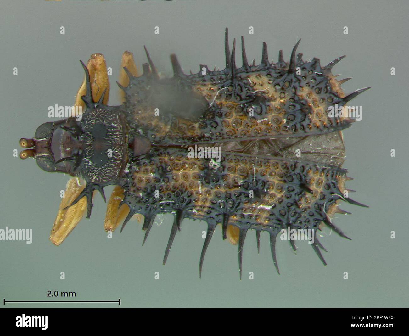 Longispina hi-res stock photography and images - Alamy