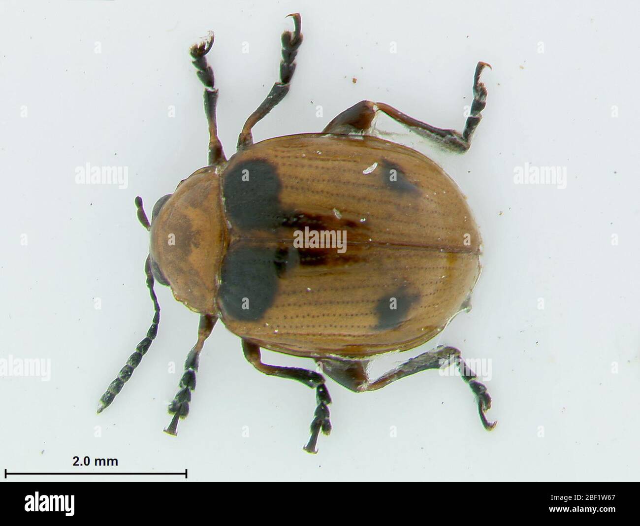 Kottigehara hi-res stock photography and images - Alamy
