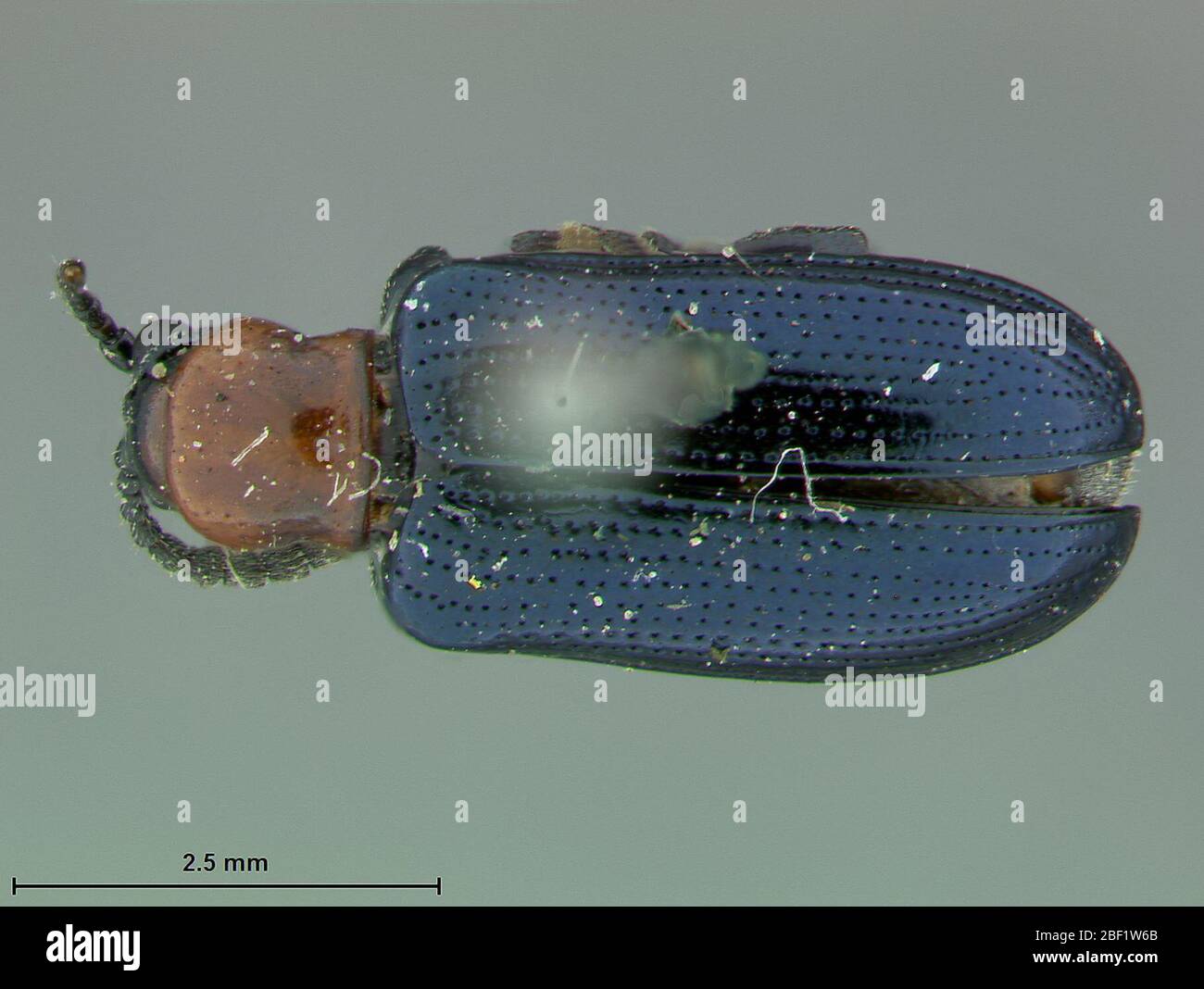 Chrysomelidae leaf beetles hi-res stock photography and images - Alamy