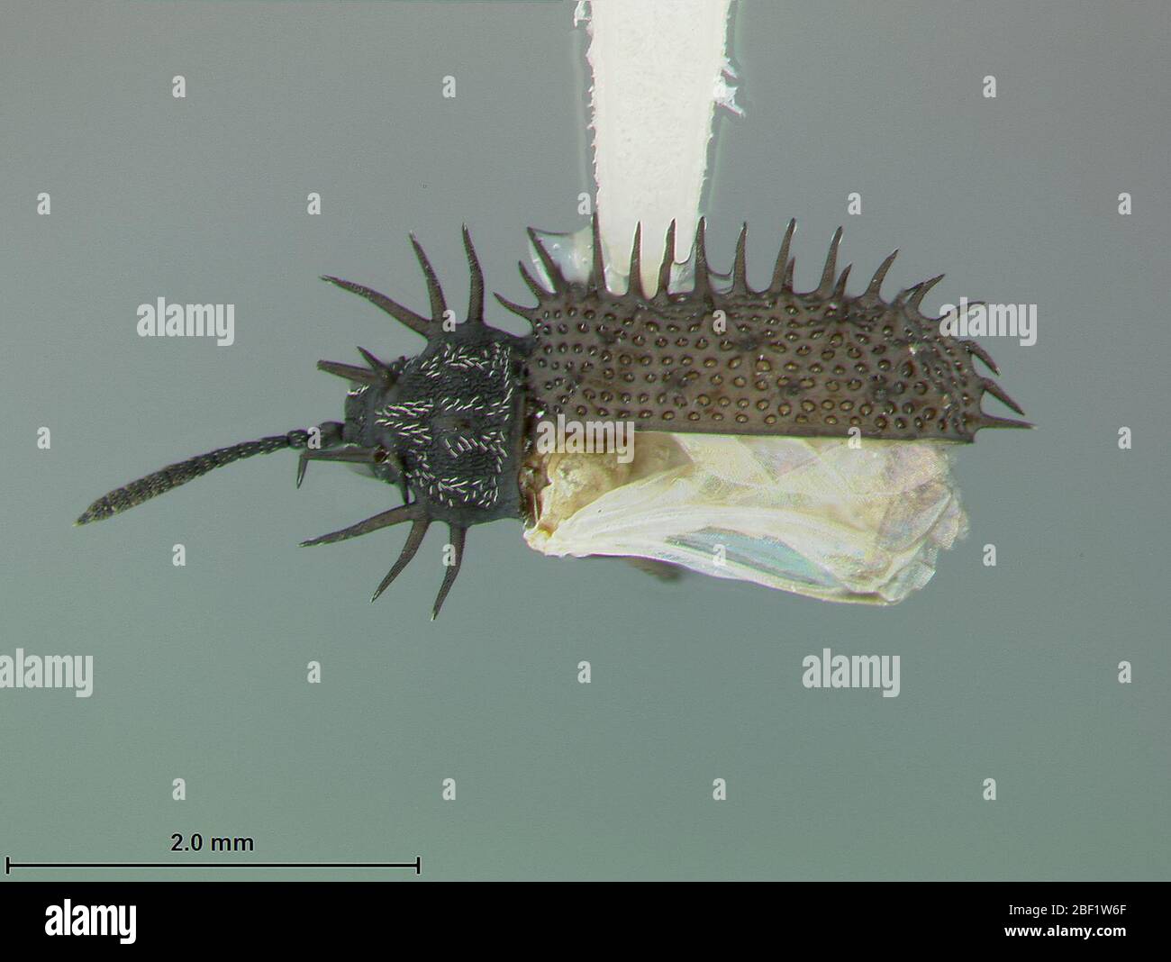 Luh hi-res stock photography and images - Alamy