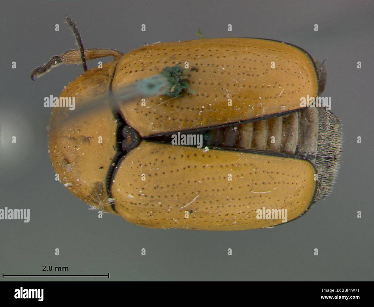 Immaculatus hi-res stock photography and images - Alamy