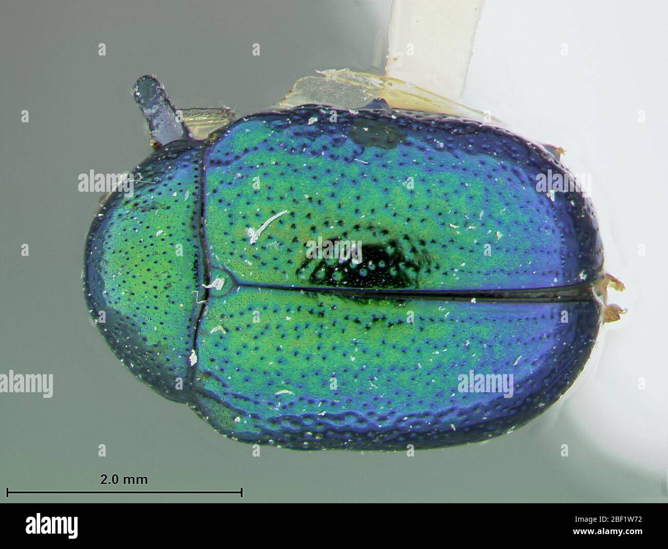 Colaspoides macgregori. 2 Mar 20171 Stock Photo - Alamy