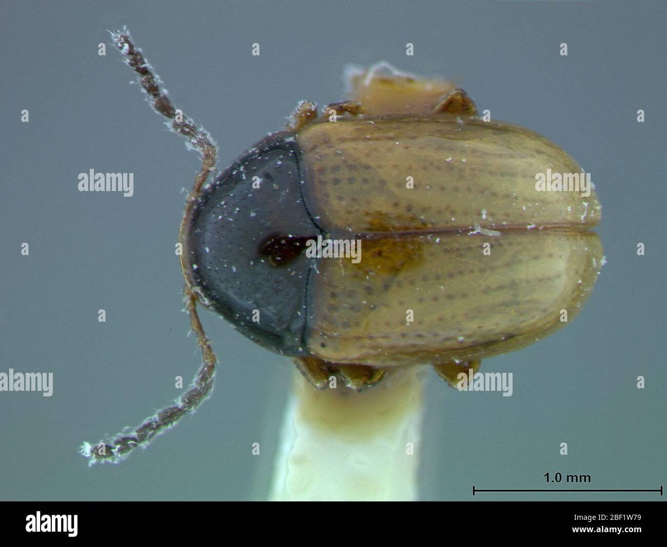 Coenobius melanoxanthus. 2 Mar 20171 Stock Photo - Alamy