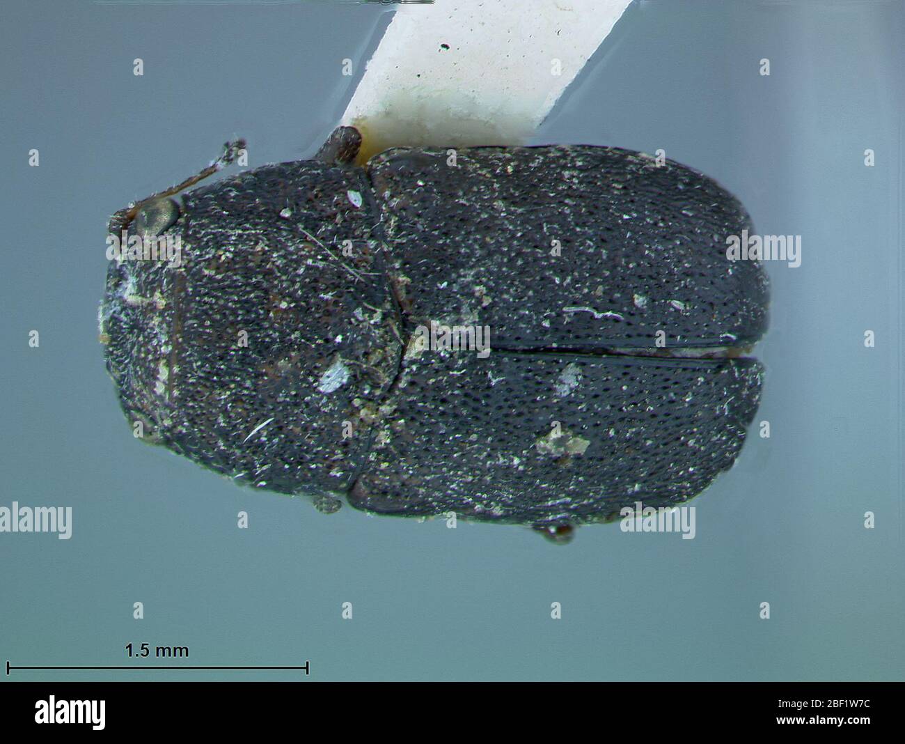 Microps hi-res stock photography and images - Alamy
