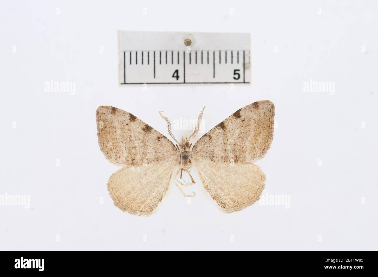 Itame extemporata. 18 Jan 20181 Stock Photo - Alamy