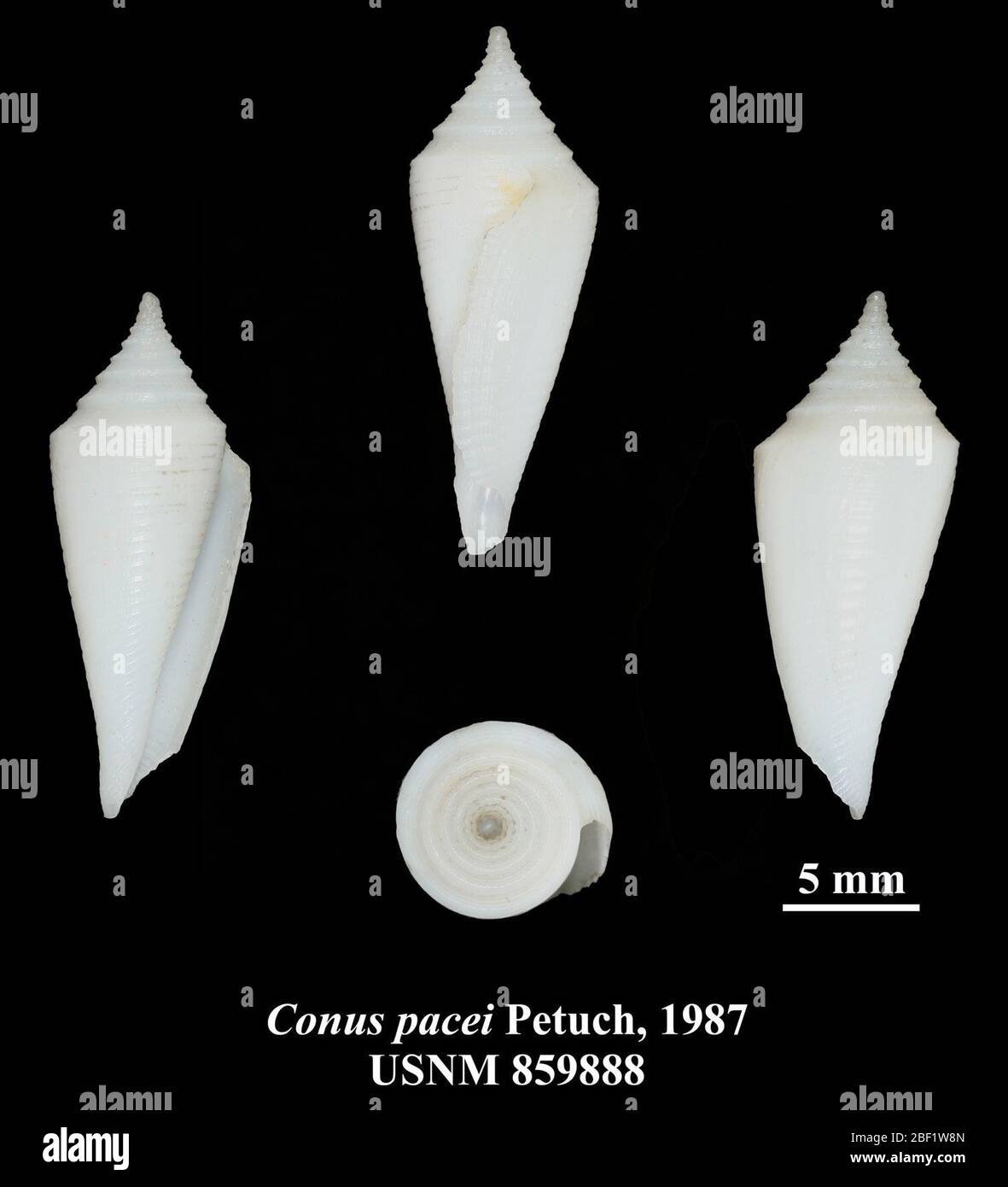 Venomous conus hi-res stock photography and images - Alamy