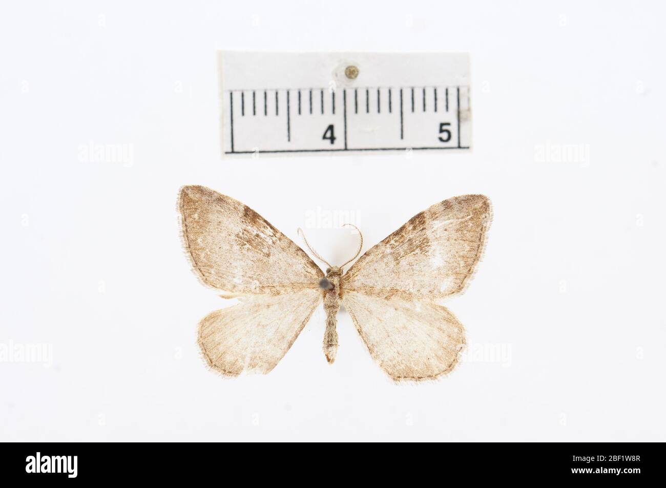 Xanthorhoe fossaria. 18 Jan 20181 Stock Photo - Alamy