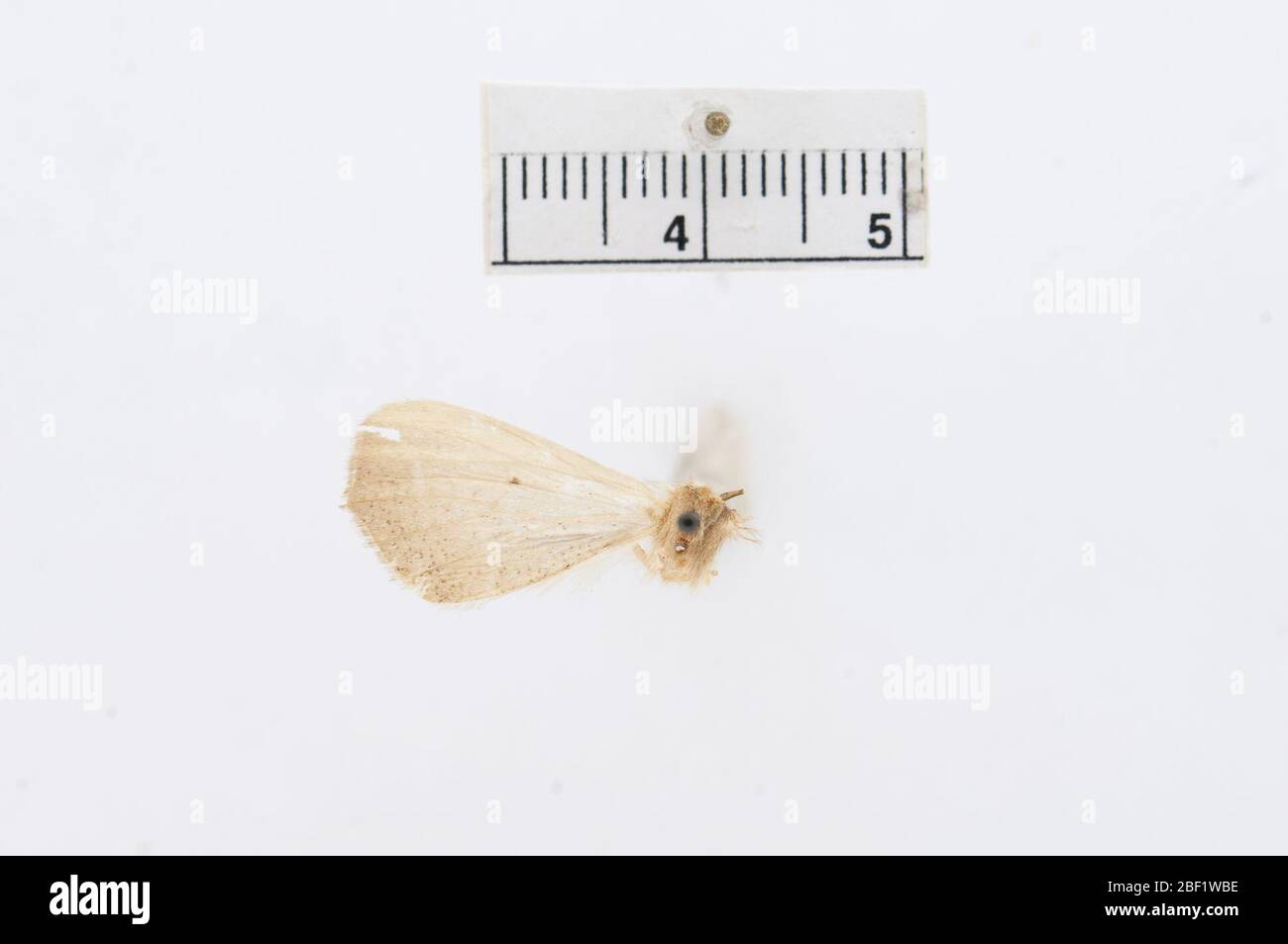 Synaxis hi-res stock photography and images - Alamy