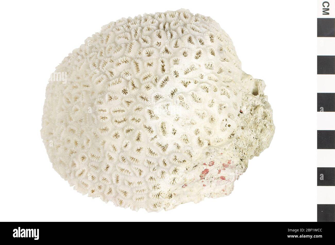 Elliptical star coral hi-res stock photography and images - Alamy