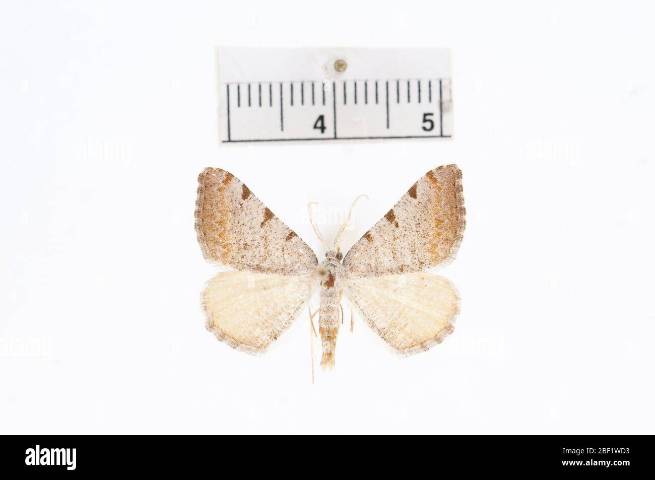 Speranza hi-res stock photography and images - Alamy