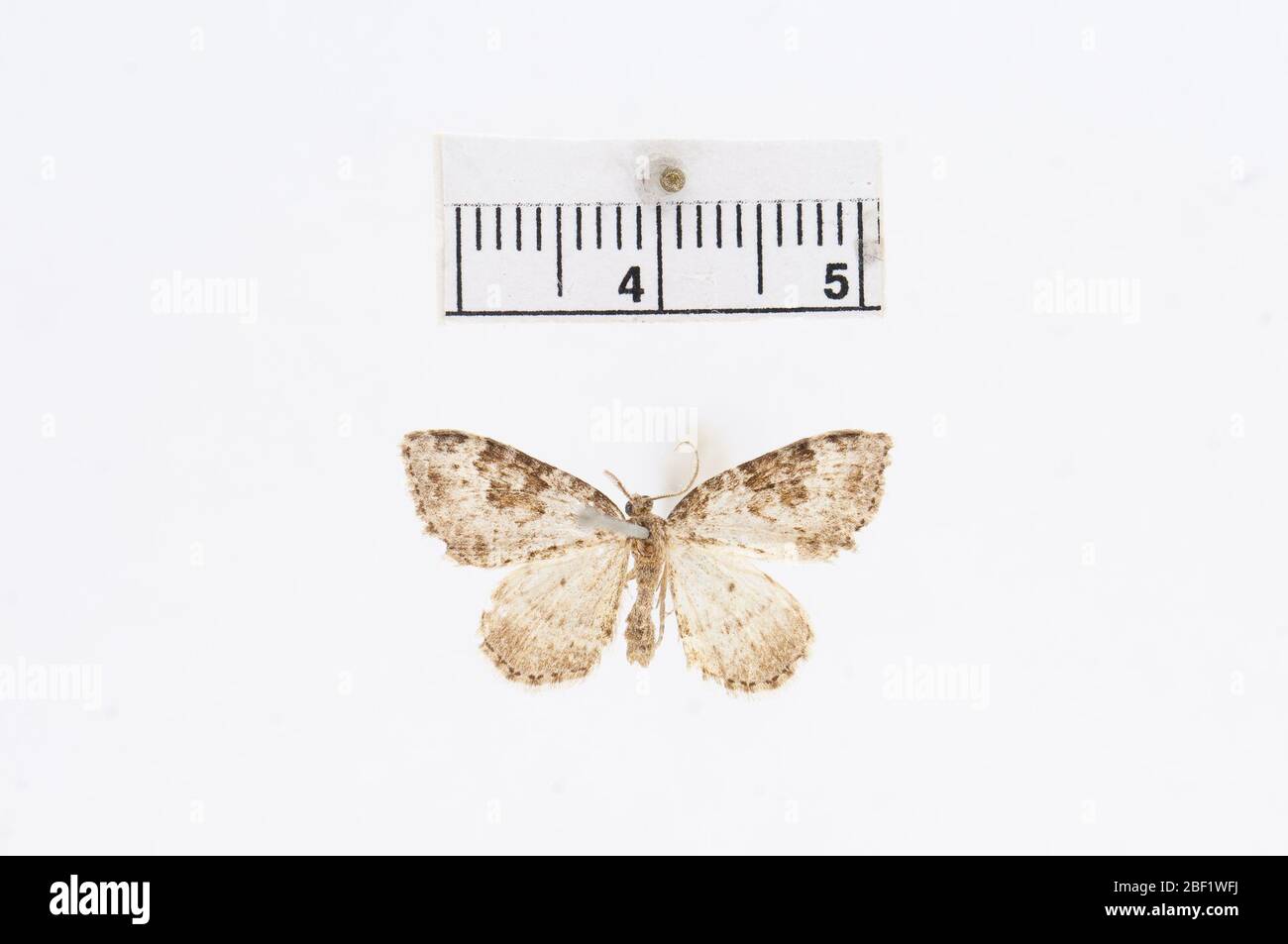 Melanippe hi-res stock photography and images - Alamy