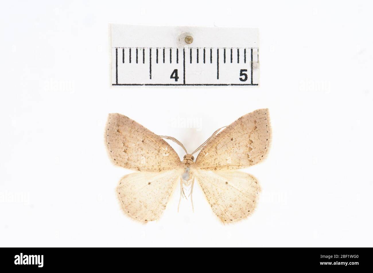 Indurata hi-res stock photography and images - Alamy