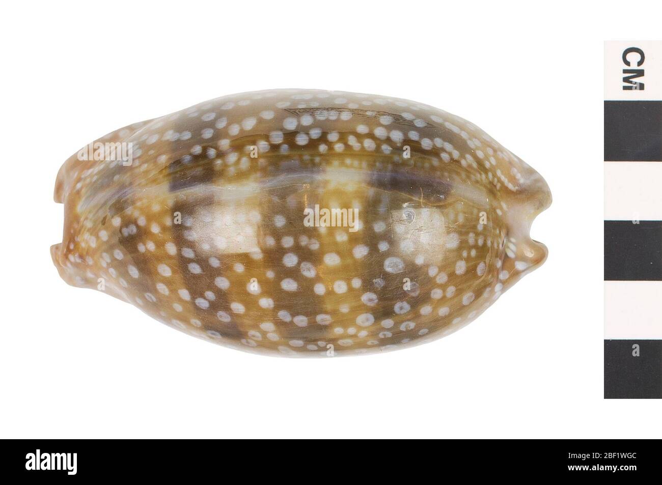 Little deer cowrie hi-res stock photography and images - Alamy