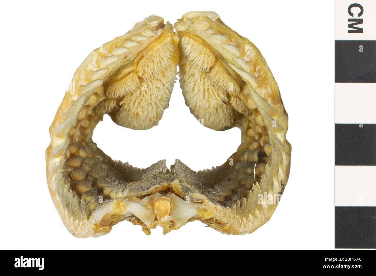 Gill arches fish hi-res stock photography and images - Alamy